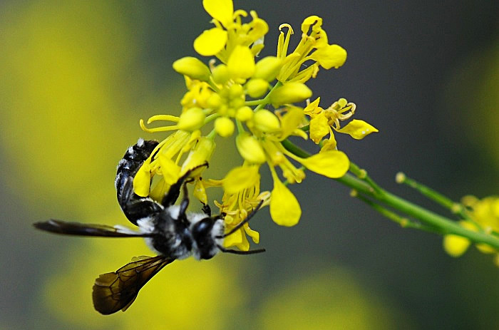Blauwe zandbij - Andrena agilissima