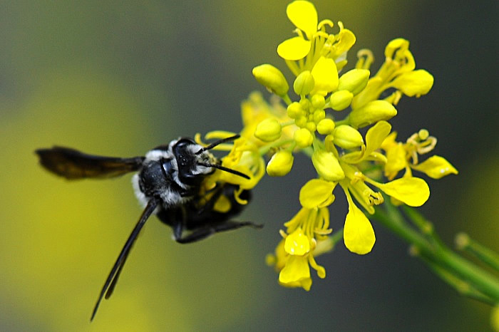 Blauwe zandbij - Andrena agilissima