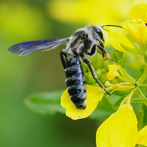 Blauwe zandbij - Andrena agilissima