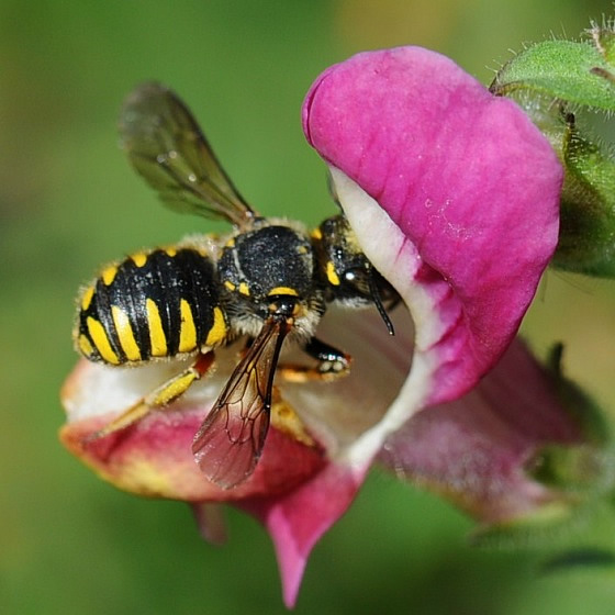 Grote wolbij Anthidium manicatum