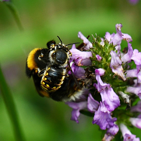 Grote wolbij Anthidium manicatum