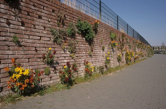 Top100bijenplantenMain