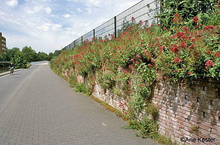 Top100bijenplantenMain