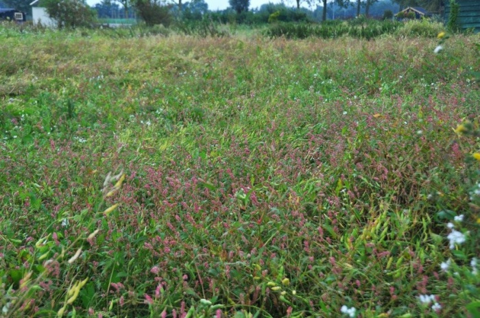 Perzikkruid - Persicaria maculosa
