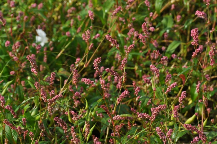Perzikkruid - Persicaria maculosa