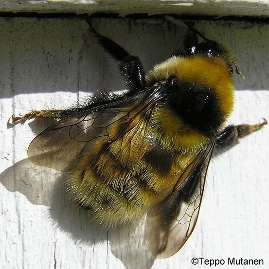 Gele hommel - Bombus distinguendus