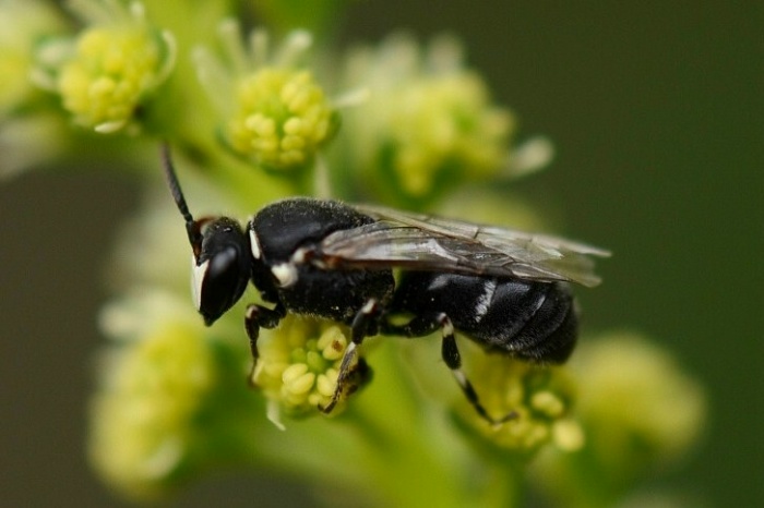 Resedamaskerbij - Hylaeus signatus wilde bijen