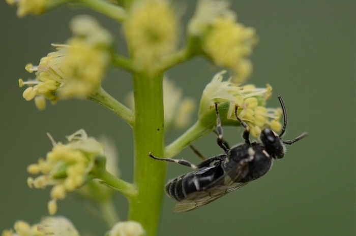 Resedamaskerbij - Hylaeus signatus wilde bijen