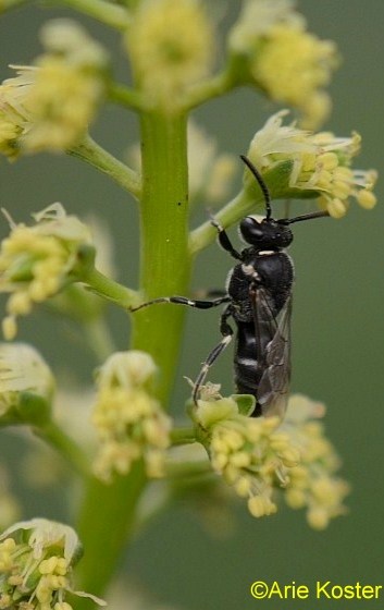 Resedamaskerbij - Hylaeus signatus wilde bijen