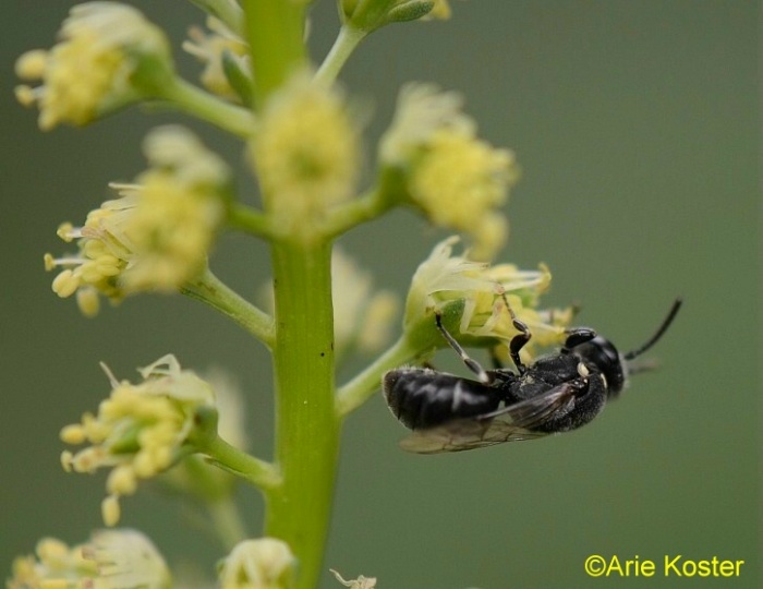 Resedamaskerbij - Hylaeus signatus wilde bijen