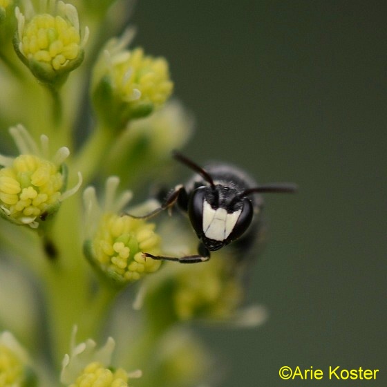 Resedamaskerbij - Hylaeus signatus wilde bijen