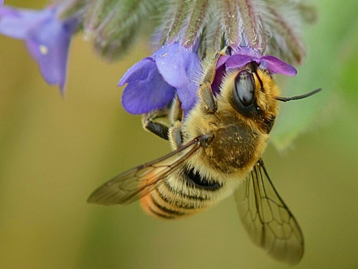 Tuinbladsnijder - Megachile centuncularis