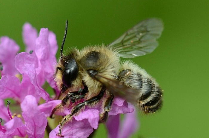 Tuinbladsnijder - Megachile centuncularis