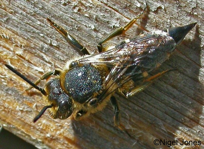 Tuinbladsnijder - Megachile centuncularis