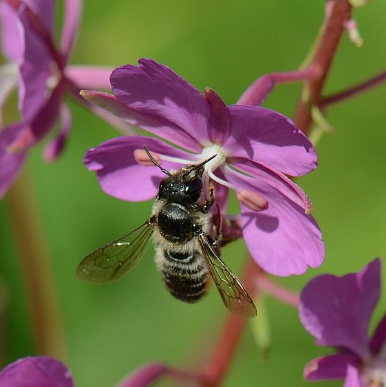 Lapse behangersbij - Megachile lapponica
