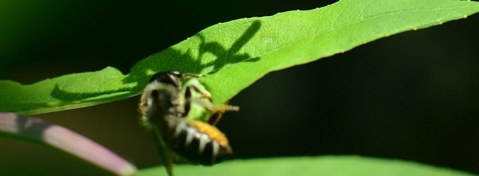 Lapse behangersbij - Megachile lapponica
